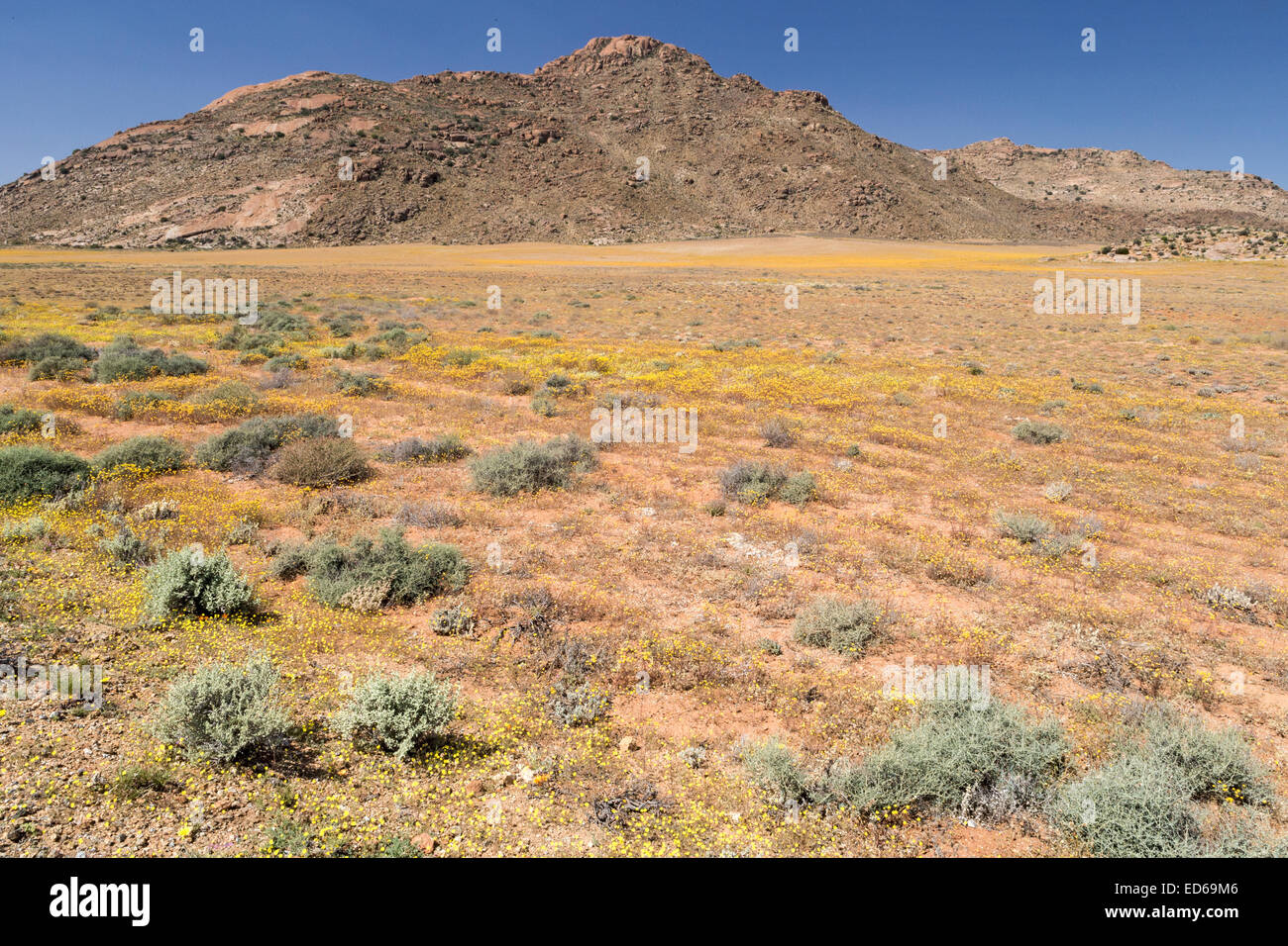 Springtime wildflowers,Geogap Nature Reserve, Springbok, Namaqualand ...
