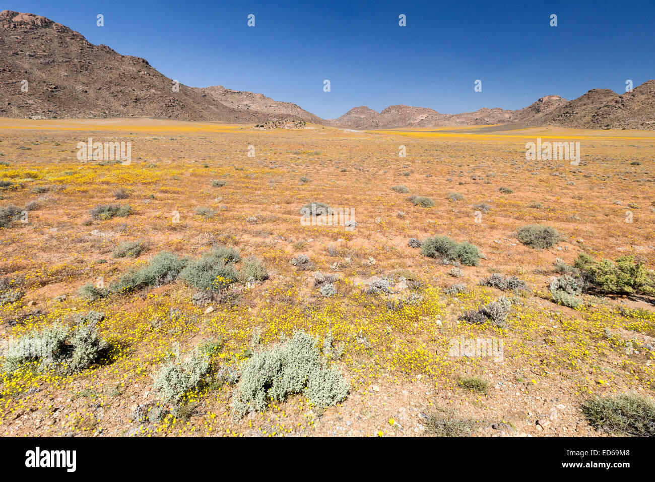 Wild flowers nature veld hi-res stock photography and images - Alamy