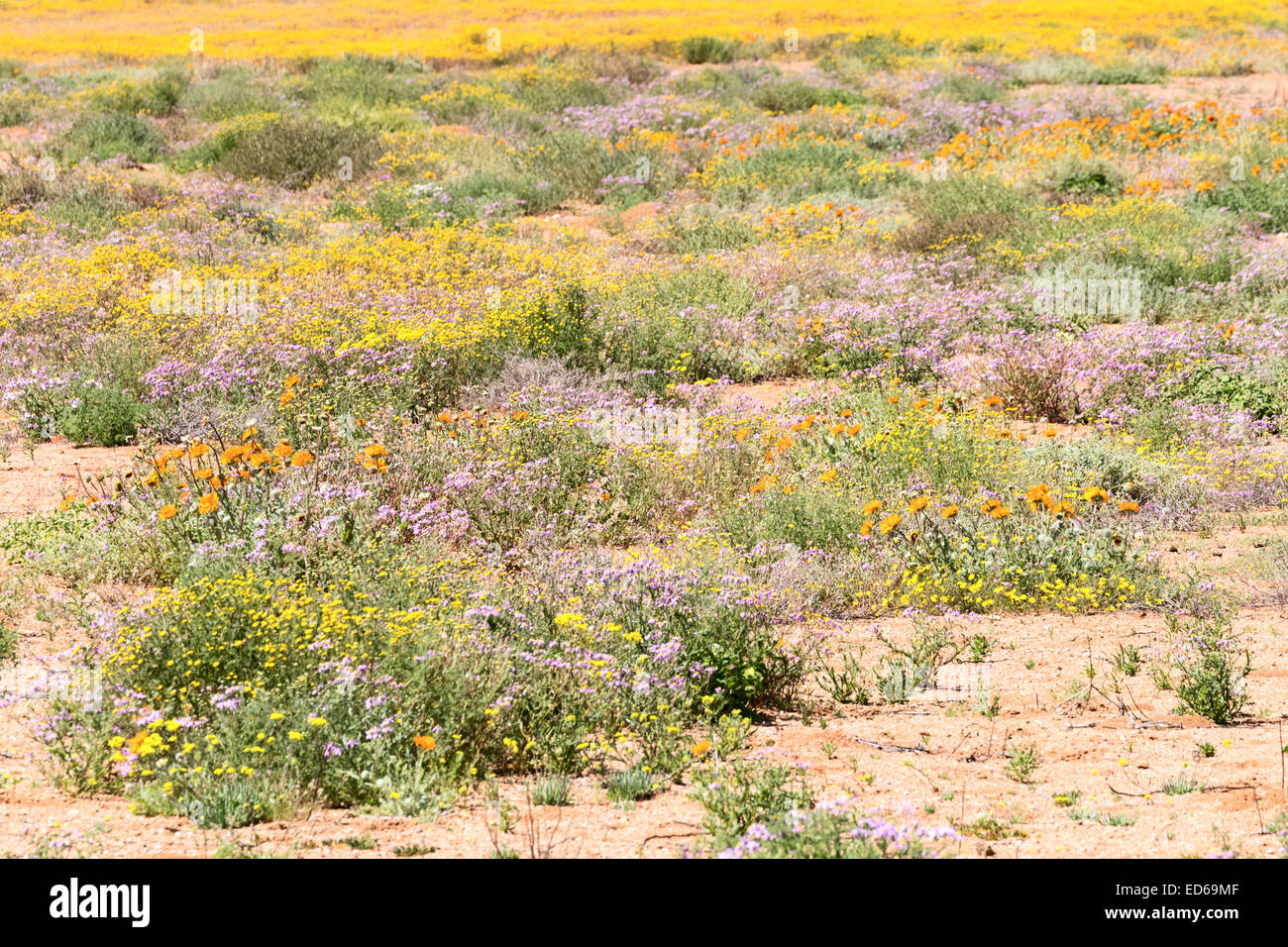 Springtime wildflowers,Geogap Nature Reserve, Springbok, Namaqualand ...
