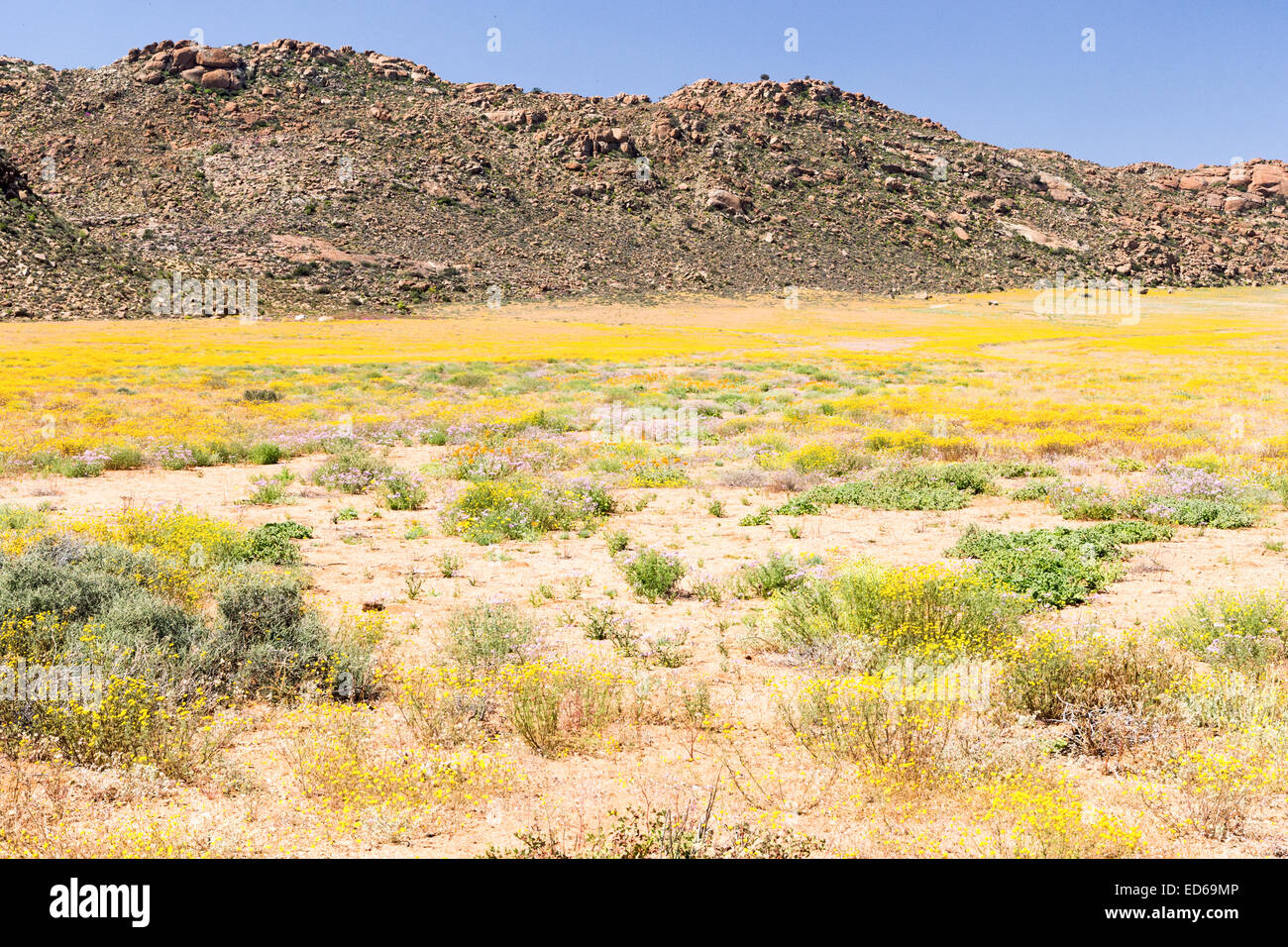 Wild flowers nature veld hi-res stock photography and images - Alamy