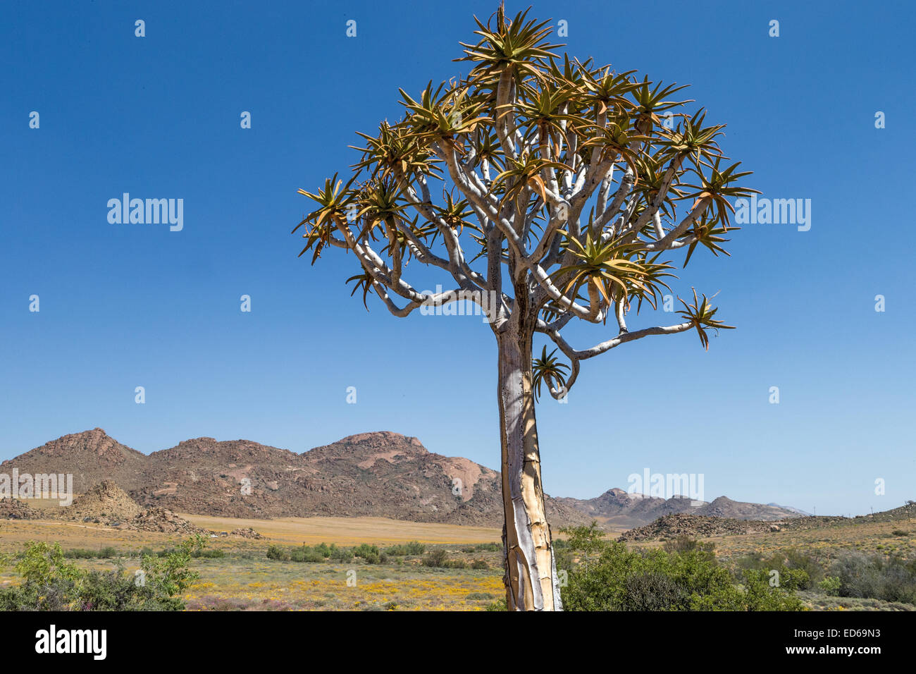 Quiver tree, Aloidendron dichotomum formerly Aloe Dichotoma, aka ...