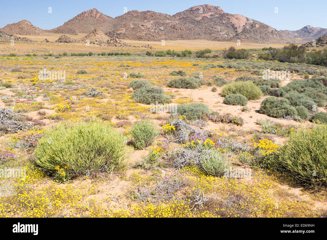 Springtime wildflowers,Geogap Nature Reserve, Springbok, Namaqualand ...