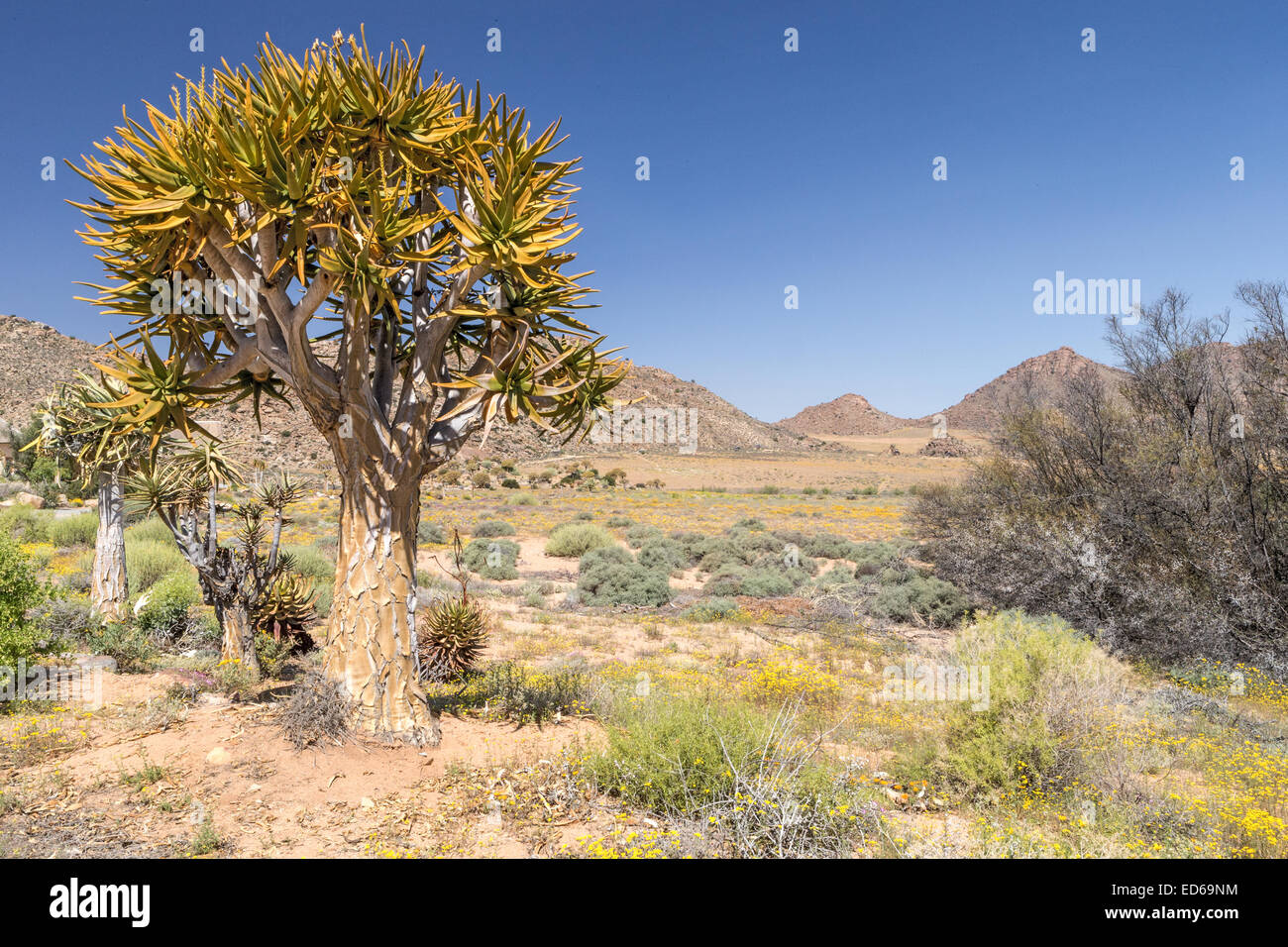 Quiver tree, Aloidendron dichotomum formerly Aloe Dichotoma, aka ...