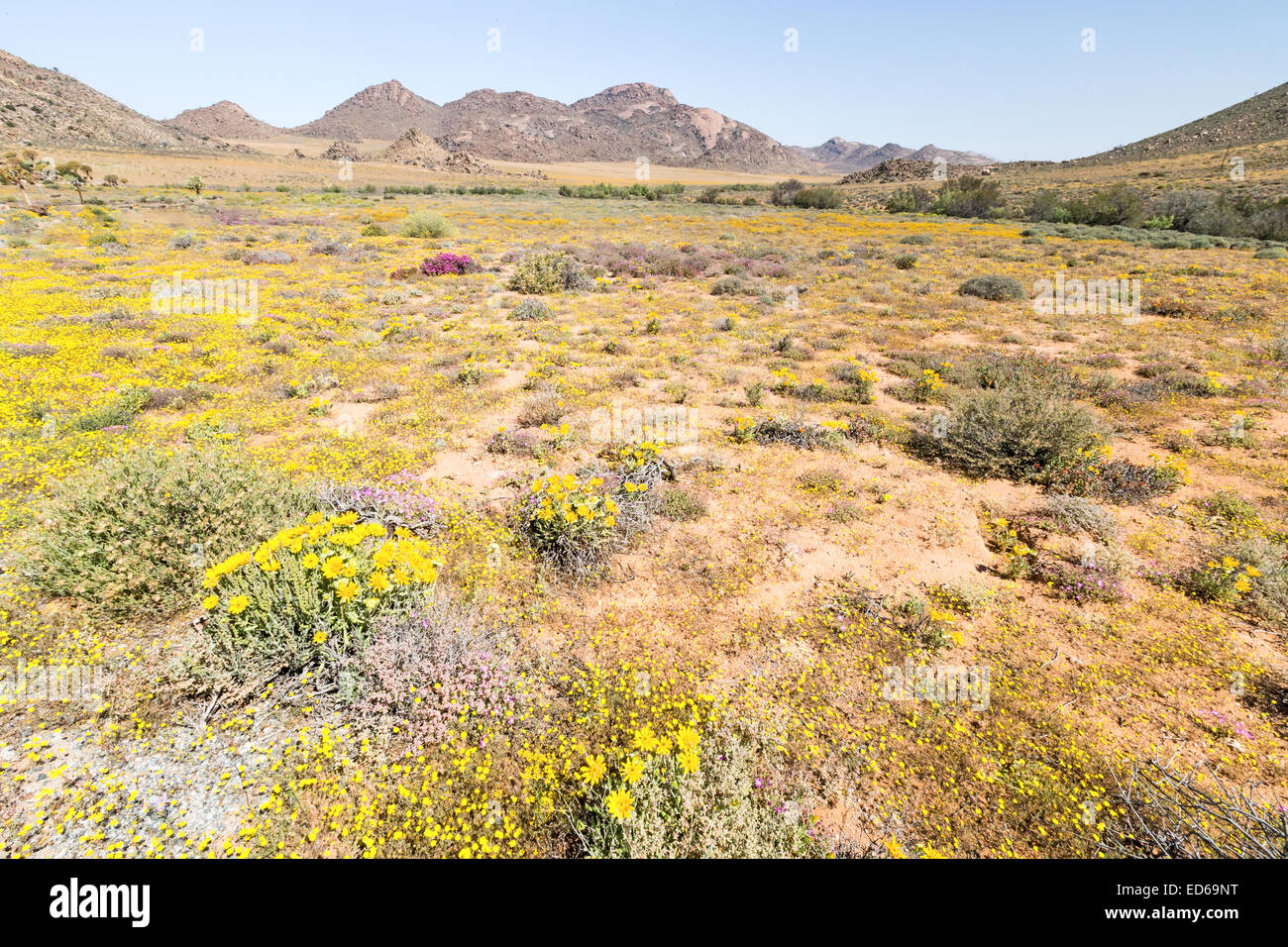 Springtime wildflowers,Geogap Nature Reserve, Springbok, Namaqualand ...