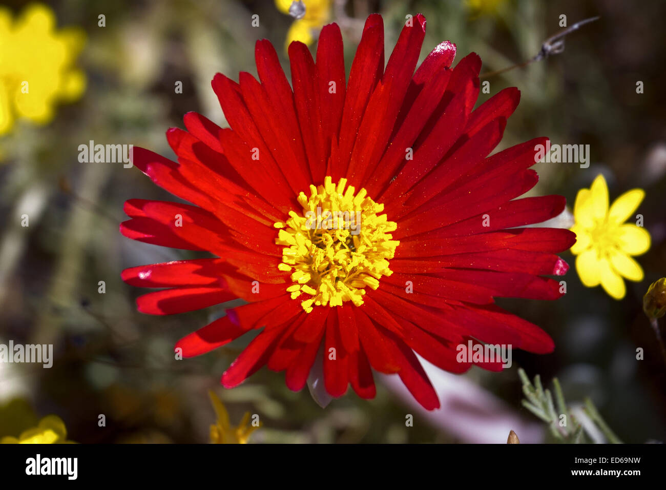 Springtime wildflowers,Geogap Nature Reserve, Springbok, Namaqualand ...