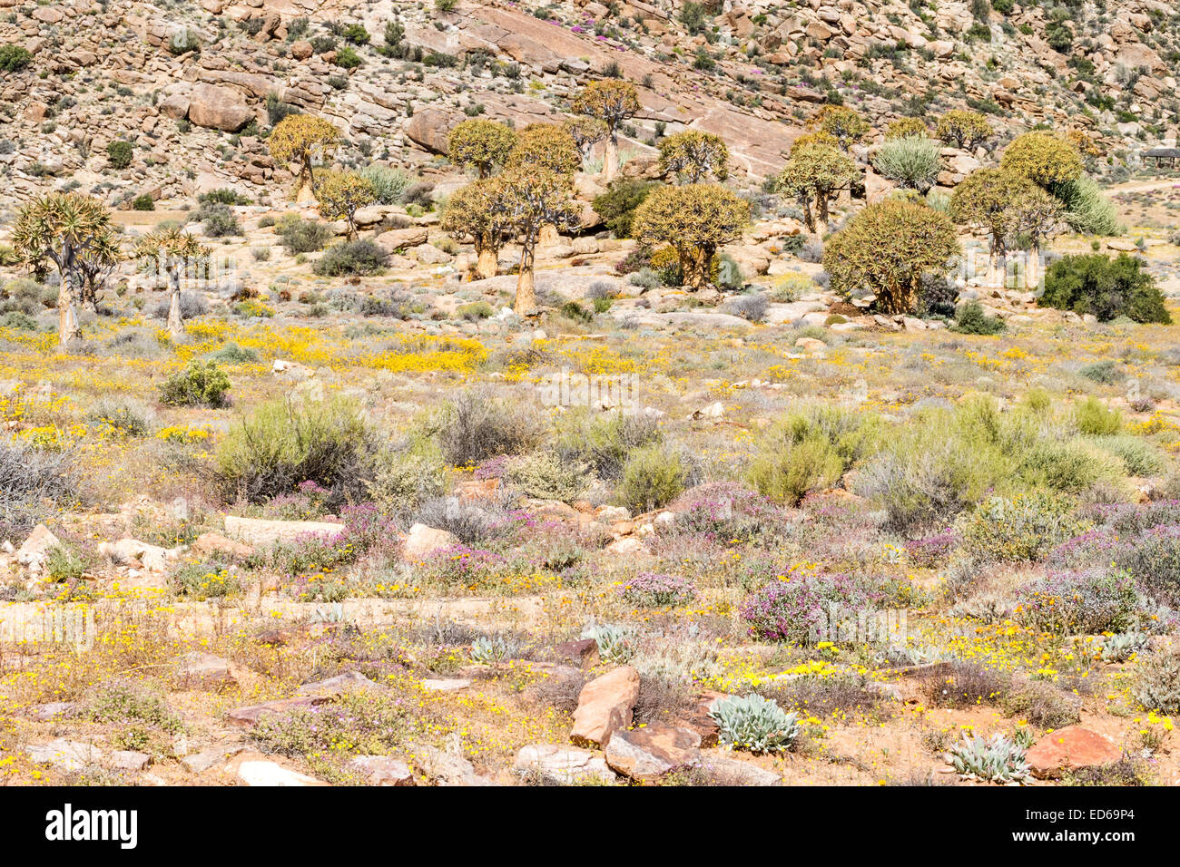 Spring Flowers Northern Cape Springbok High Resolution Stock ...