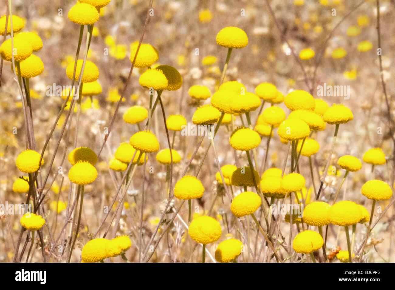 Cotula microglossa, Springtime wildflowers,Geogap Nature Reserve ...