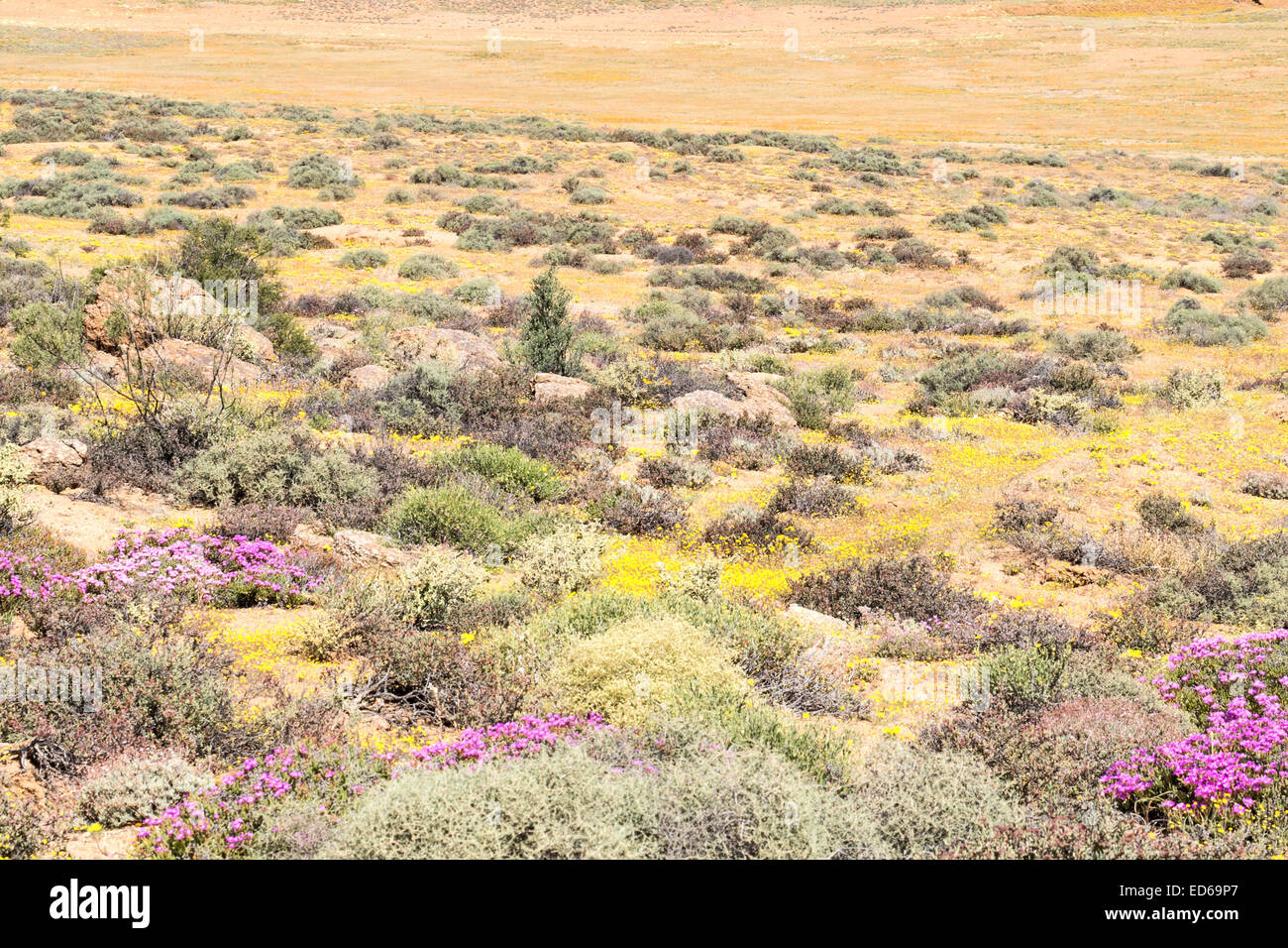 Springtime wildflowers,Geogap Nature Reserve, Springbok, Namaqualand ...