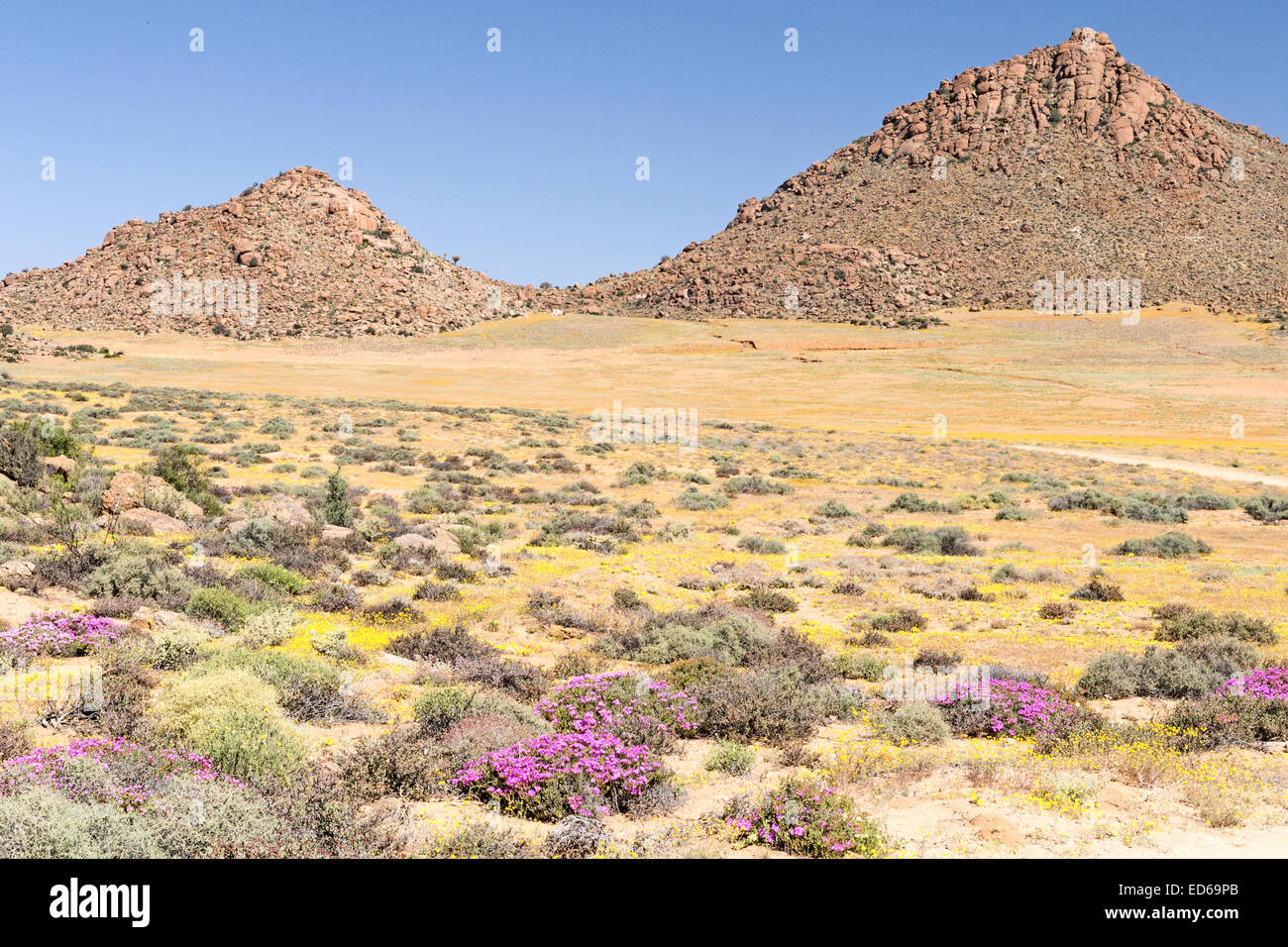 Springtime wildflowers,Geogap Nature Reserve, Springbok, Namaqualand ...