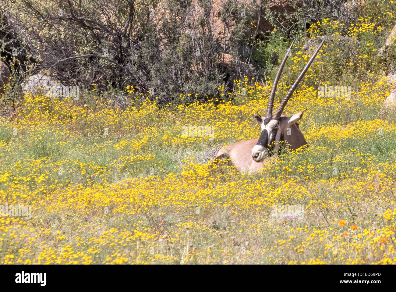 Spring flowers northern cape springbok hi-res stock photography and ...