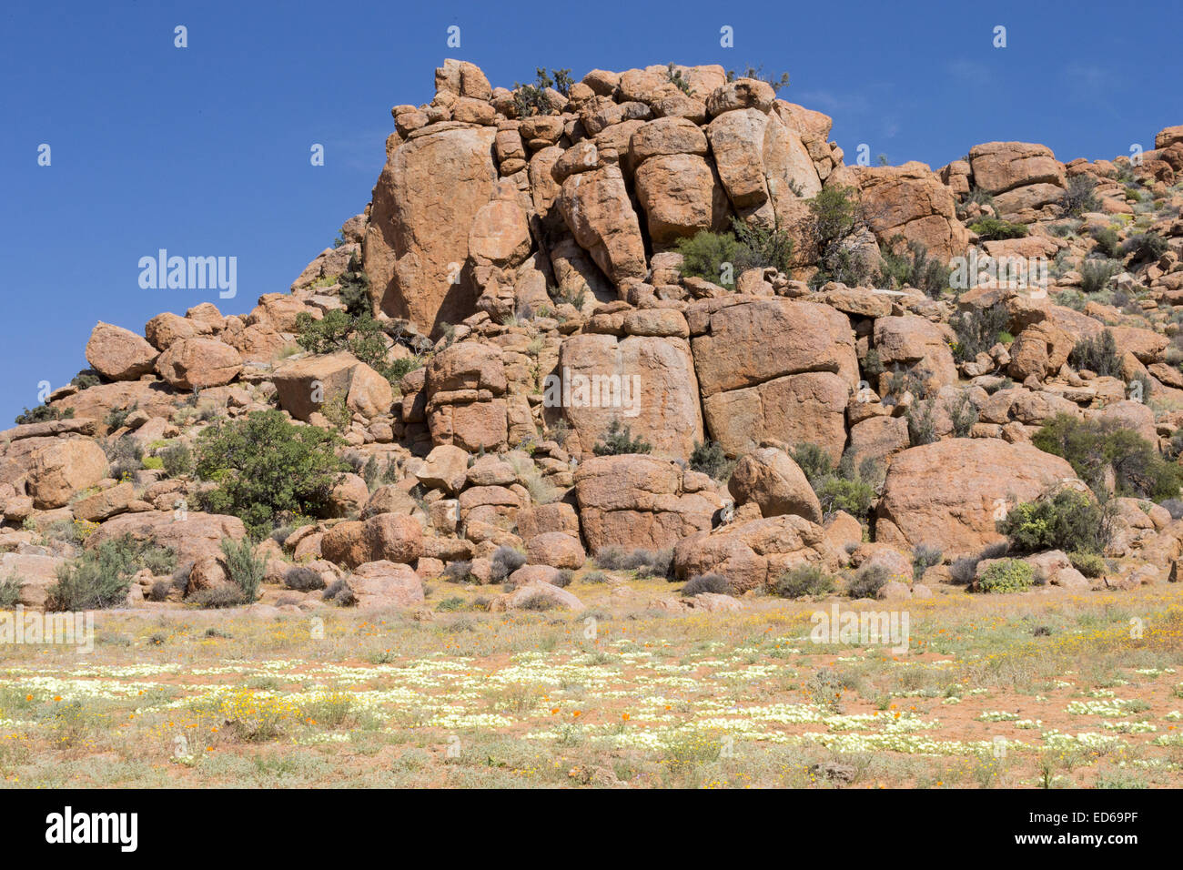 Springtime wildflowers & rocks,Geogap Nature Reserve, Springbok ...