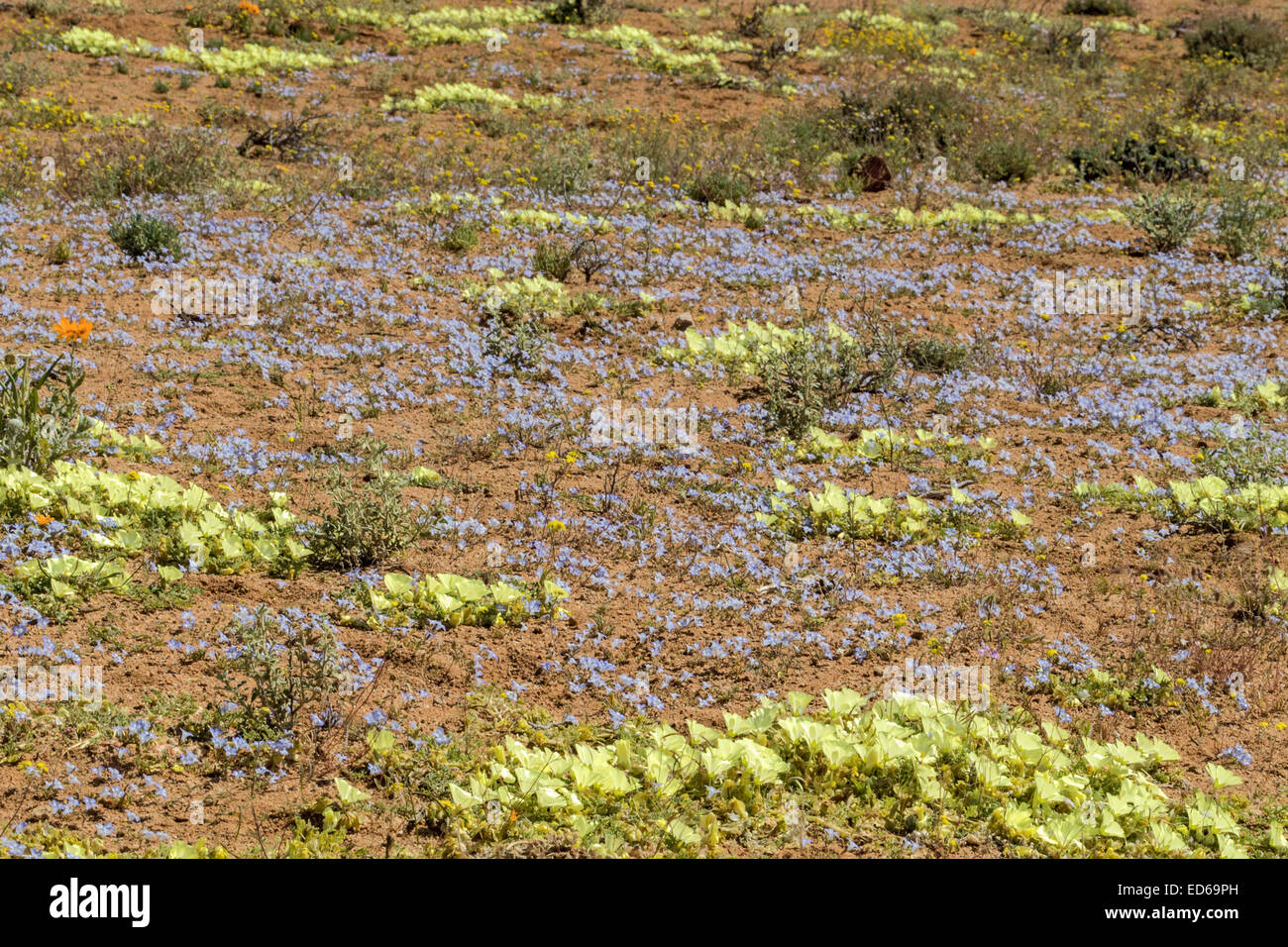 Springtime wildflowers,Geogap Nature Reserve, Springbok, Namaqualand ...