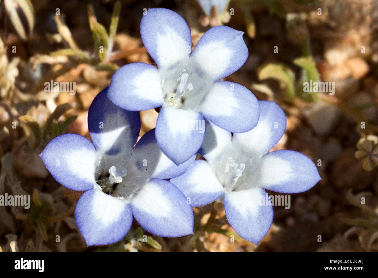 Springtime wildflowers,Geogap Nature Reserve, Springbok, Namaqualand ...