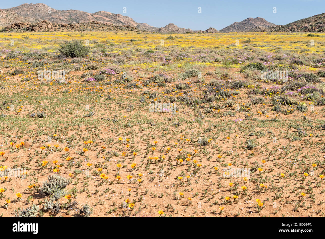 Springtime wildflowers,Geogap Nature Reserve, Springbok, Namaqualand ...