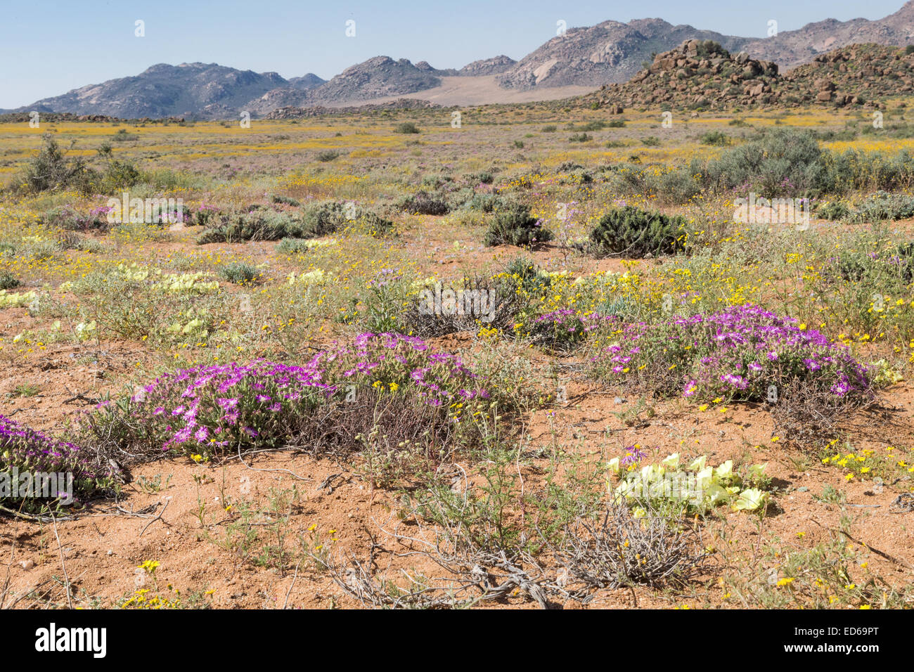Springtime wildflowers,Geogap Nature Reserve, Springbok, Namaqualand ...