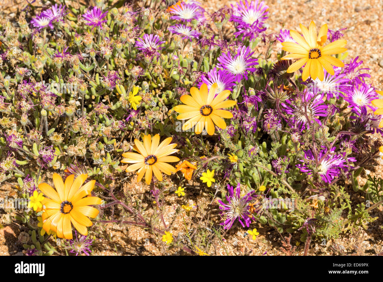 Springtime wildflowers,Geogap Nature Reserve, Springbok, Namaqualand ...