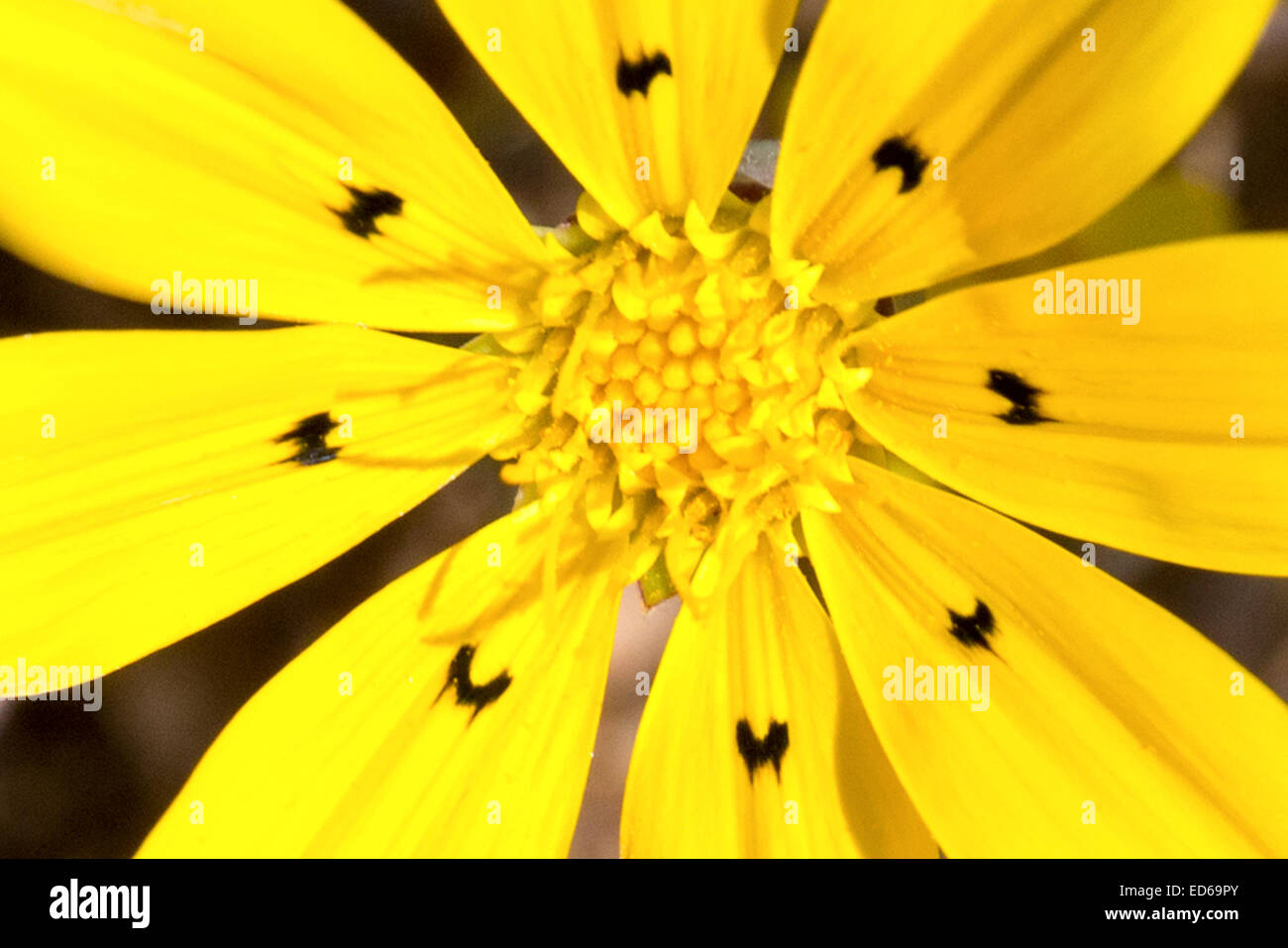 Springtime wildflowers,Geogap Nature Reserve, Springbok, Namaqualand ...