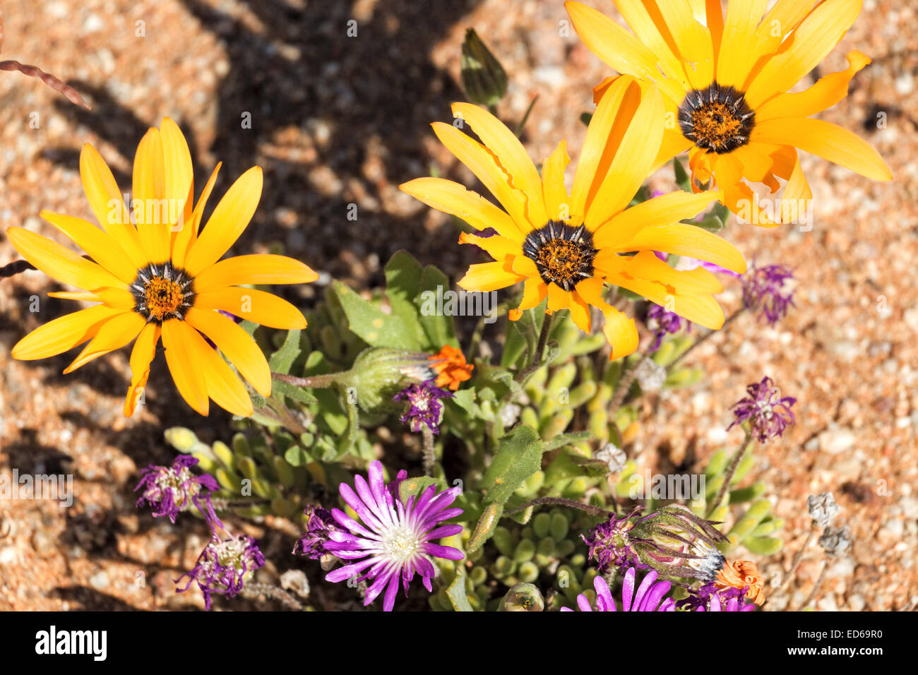 Springtime wildflowers,Geogap Nature Reserve, Springbok, Namaqualand ...