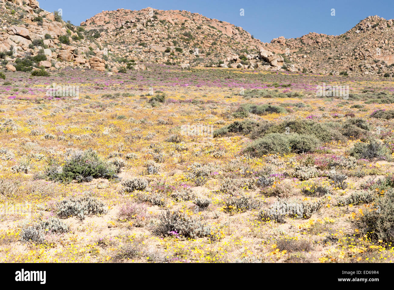 Wild flowers nature veld hi-res stock photography and images - Alamy