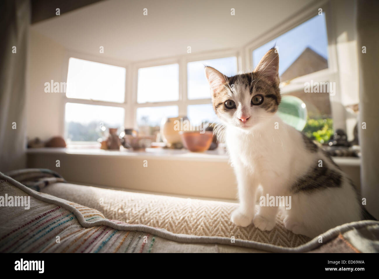 White Patched Tabby Kitten Cat in home surroundings Stock Photo - Alamy