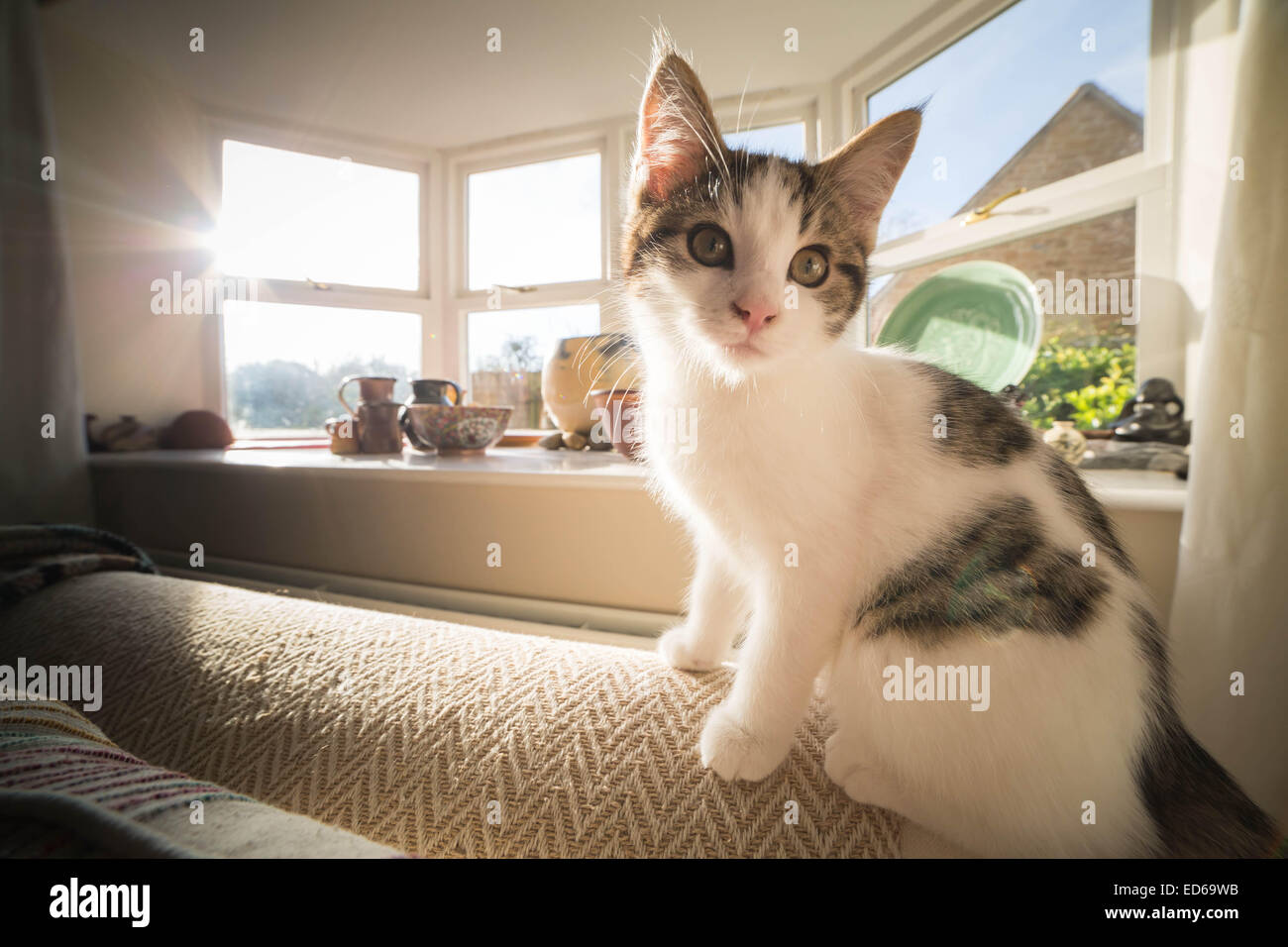 White patched tabby hi-res stock photography and images - Alamy