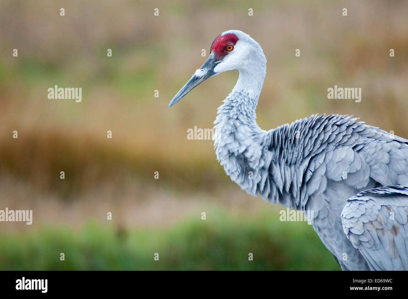 Sandhill crane preening hi-res stock photography and images - Alamy