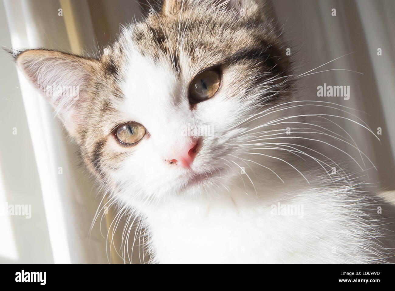 White Patched Tabby Kitten Cat in home surroundings Stock Photo - Alamy