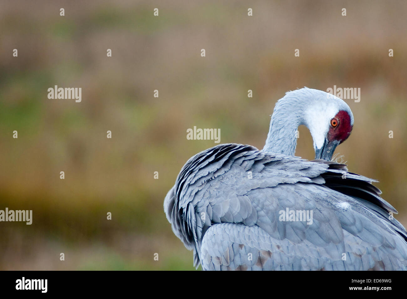 Sandhill crane preening hi-res stock photography and images - Alamy