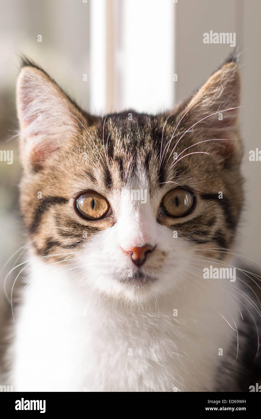 White Patched Cat High Resolution Stock Photography and Images - Alamy