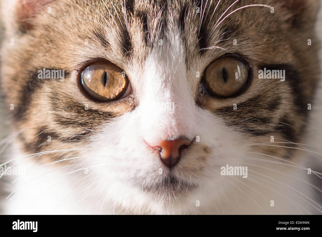 White patched tabby hi-res stock photography and images - Alamy