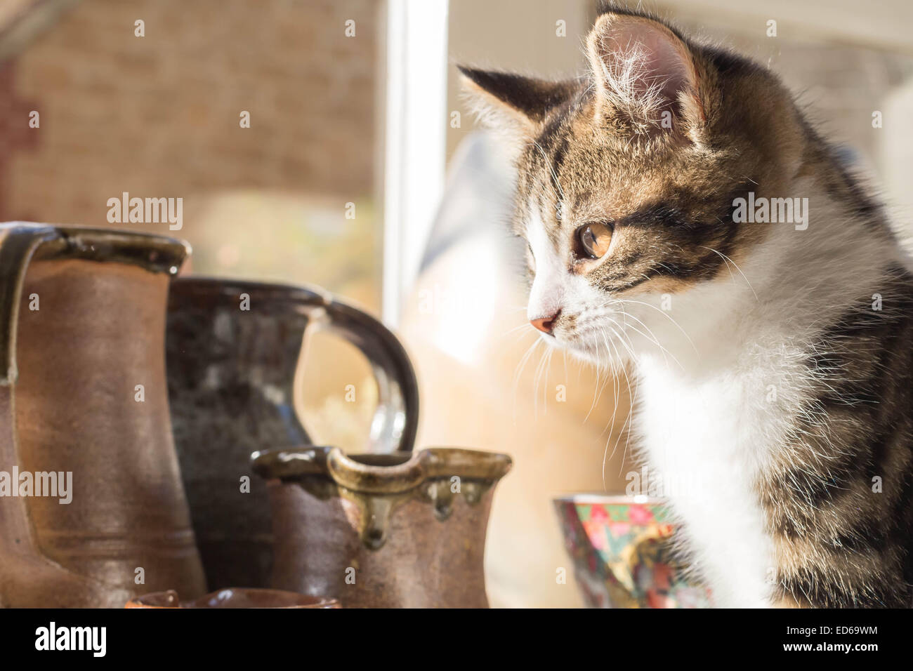 White Patched Tabby Kitten Cat in home surroundings Stock Photo - Alamy