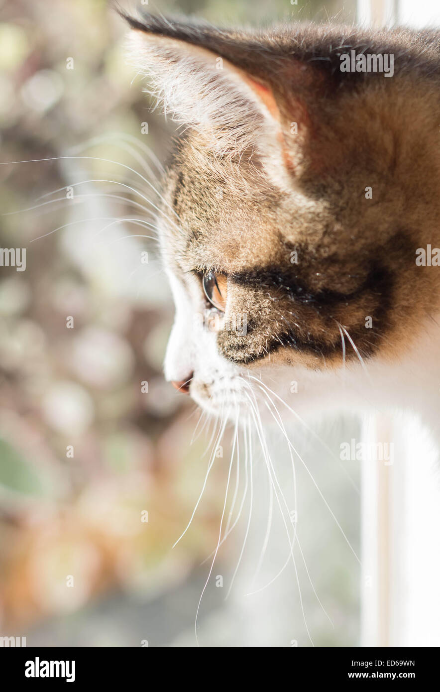 White Patched Tabby Kitten Cat in home surroundings Stock Photo - Alamy