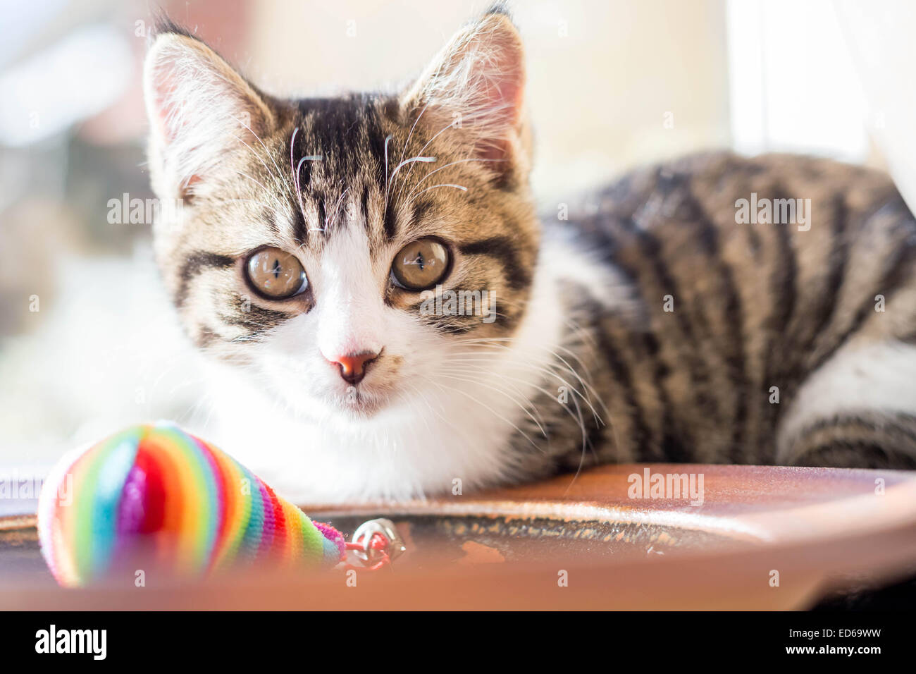 White Patched Tabby Kitten Cat in home surroundings Stock Photo - Alamy
