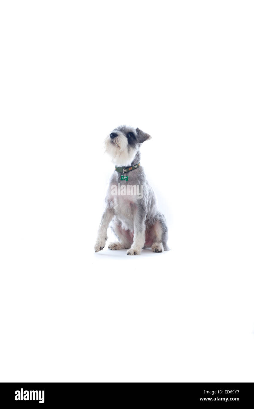 miniature schnauzer sitting in white studio Stock Photo - Alamy