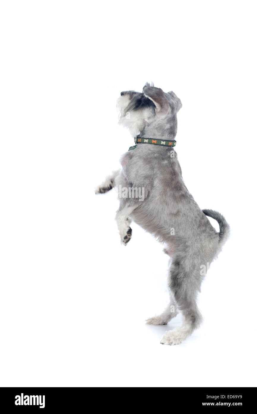 Schnauzer dog breed Cut Out Stock Images & Pictures - Alamy
