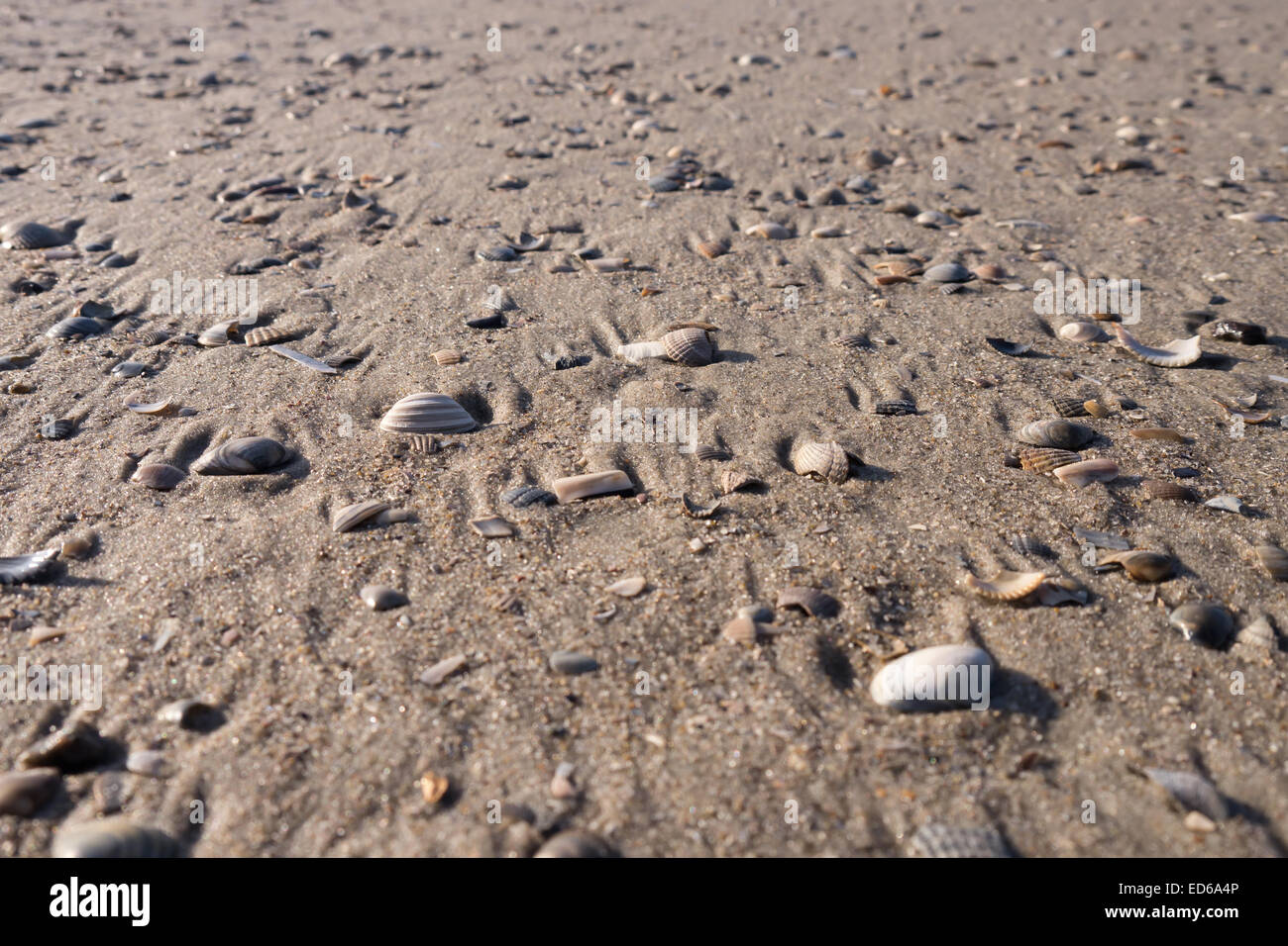 mussels at the beach (background Stock Photo - Alamy