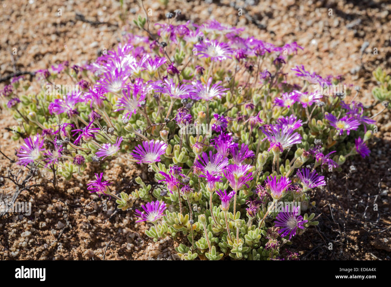 Springtime wildflowers,Geogap Nature Reserve, Springbok, Namaqualand ...