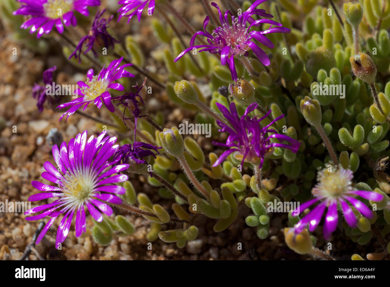 Springtime wildflowers,Geogap Nature Reserve, Springbok, Namaqualand ...