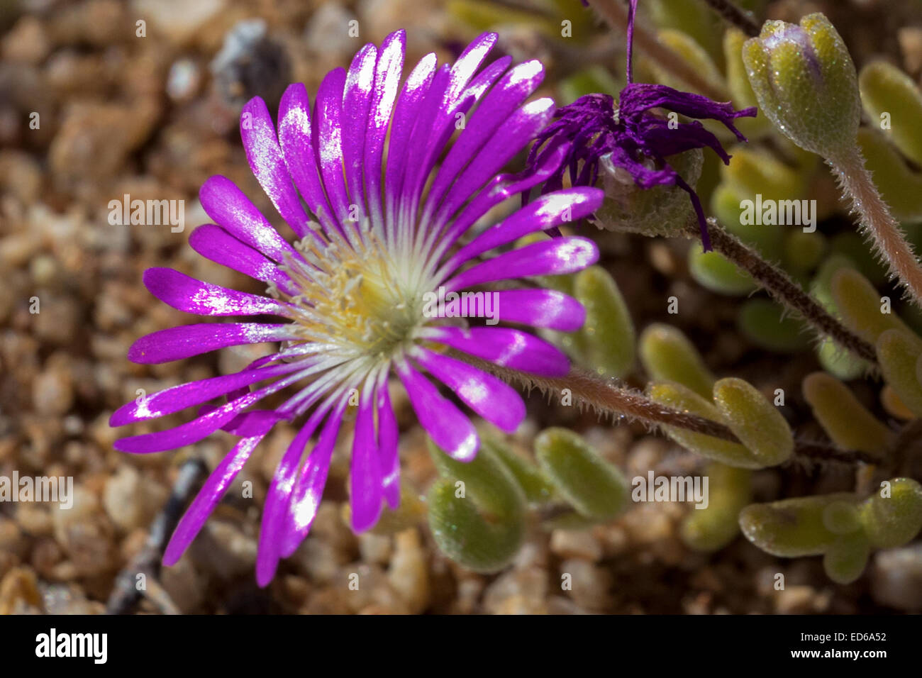 Springtime wildflowers,Geogap Nature Reserve, Springbok, Namaqualand ...