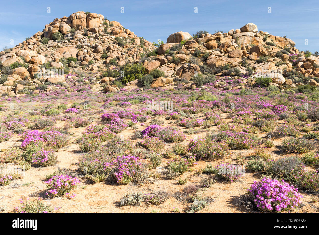 Springtime wildflowers,Geogap Nature Reserve, Springbok, Namaqualand ...