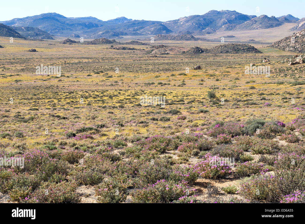 Springtime wildflowers,Geogap Nature Reserve, Springbok, Namaqualand ...