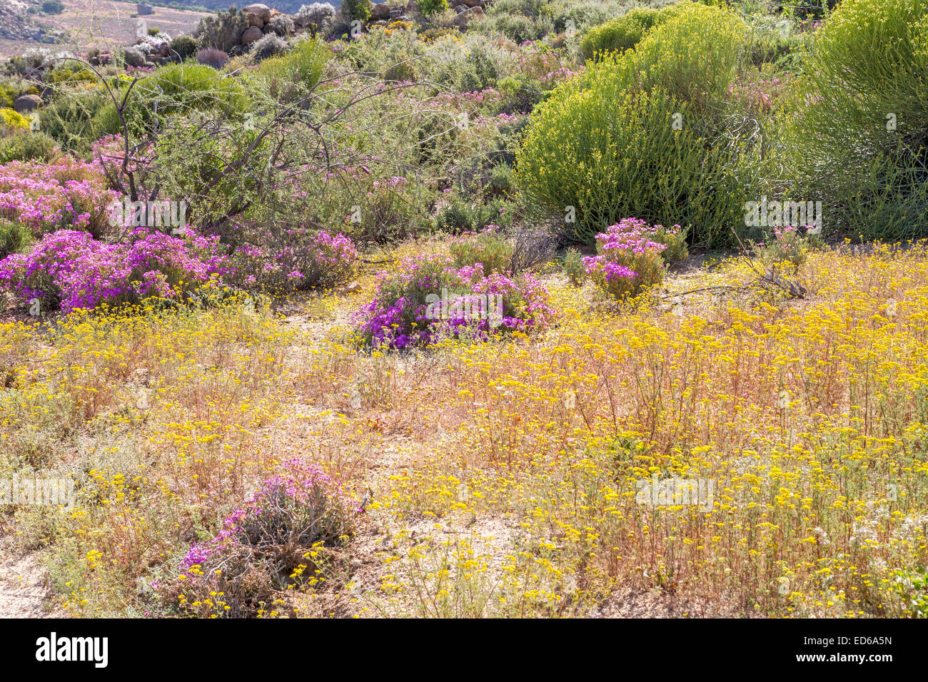 Springtime wildflowers,Geogap Nature Reserve, Springbok, Namaqualand ...