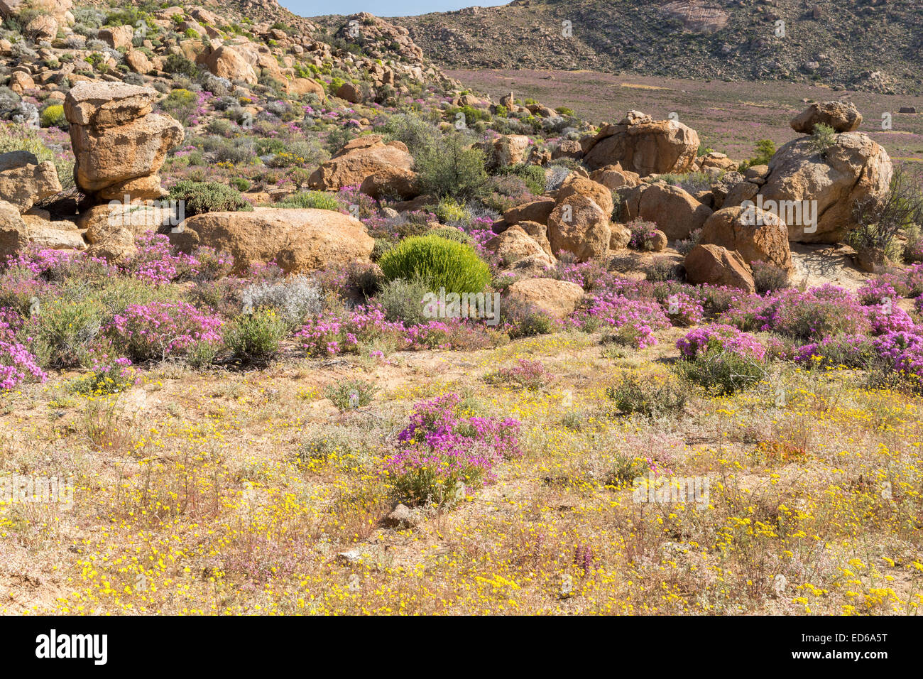 Springtime wildflowers,Geogap Nature Reserve, Springbok, Namaqualand ...