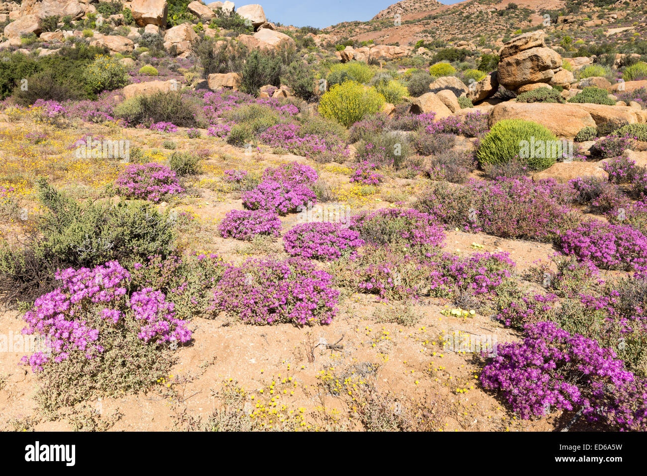 Springtime wildflowers,Geogap Nature Reserve, Springbok, Namaqualand ...