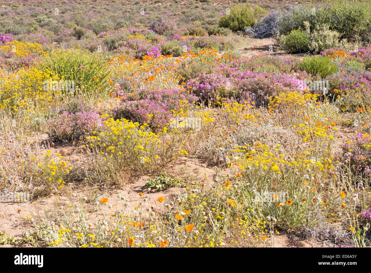 Springtime wildflowers,Geogap Nature Reserve, Springbok, Namaqualand ...