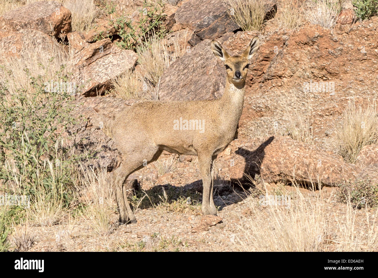 Female Common Duiker, aka grey or bush duiker, Augrabies Falls National ...