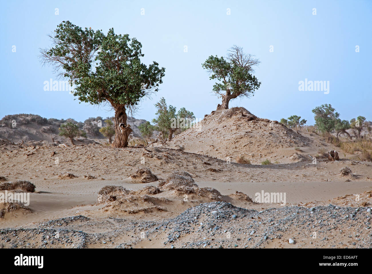 Euphrates Poplars / Desert Poplar / Huyang tree (Populus euphratica) in ...