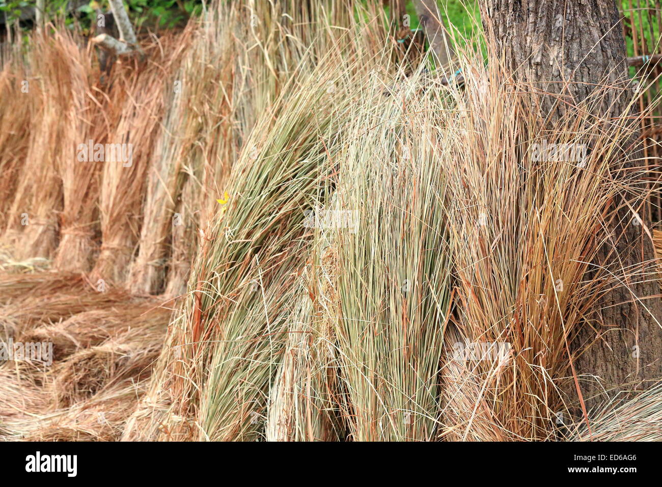 Bunches of rice straw leaning on the fence of the rear orchard of a ...
