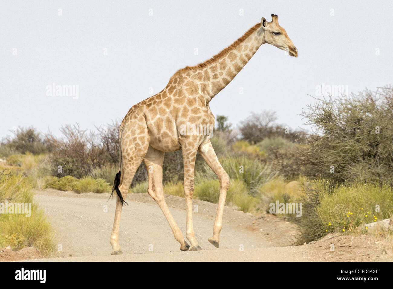 Adult female Giraffe walking across track, Augrabies Falls National ...