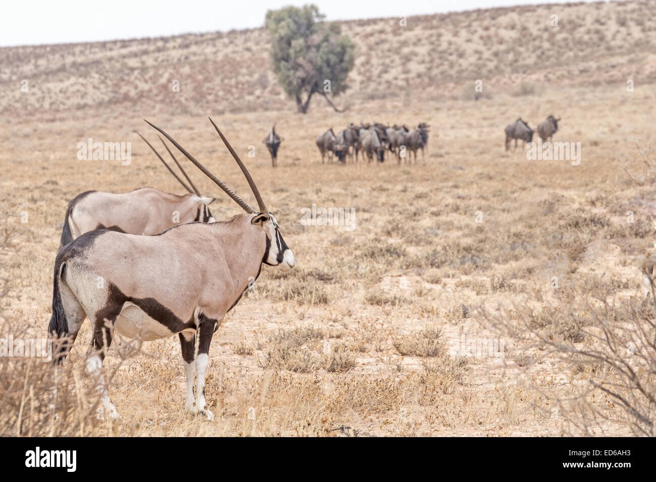 Female Oryx aka Gemsbok & Blue Wildebeest, Kgalagadi Transfrontier Park ...